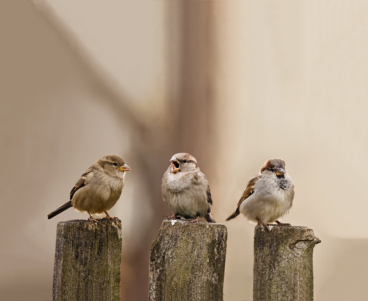 Vogelvoederlijstje Tuinschilderij 3 mussen op paaltjes 41x34 (M) | Zus & Zo Oostburg | Unieke ...